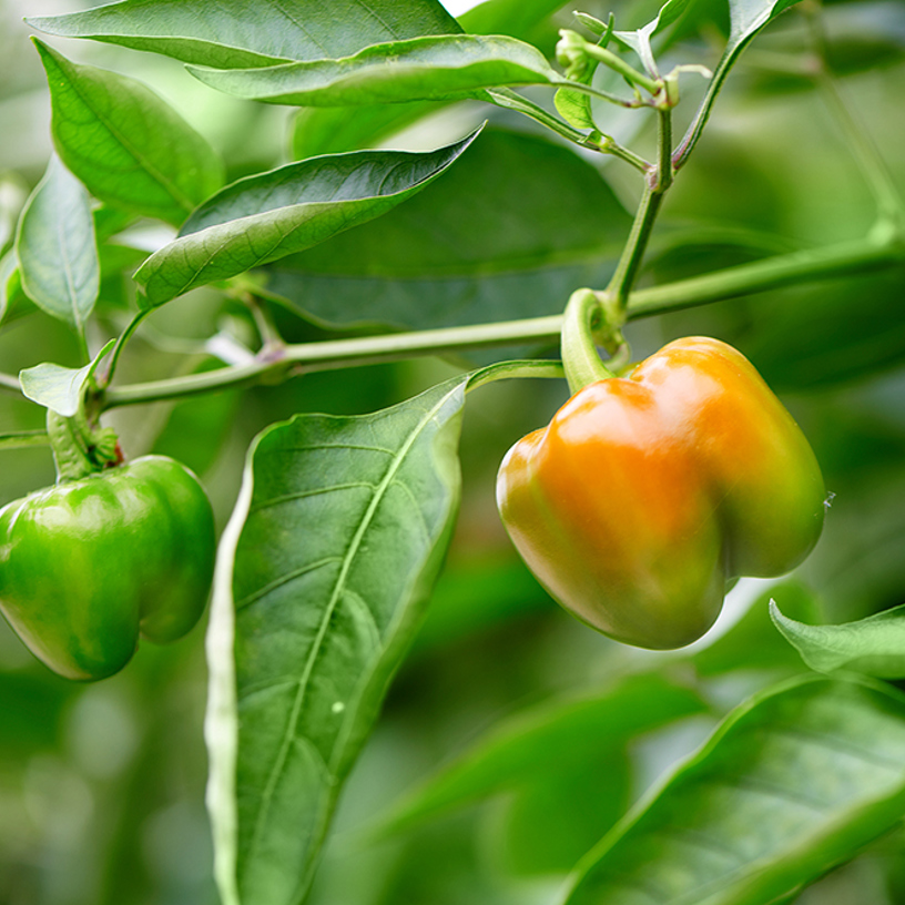 The mini pepper with an unusual look – EAT ME - EAT ME