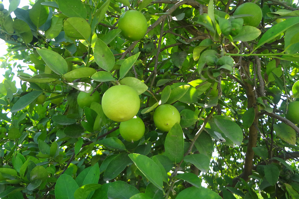 Limoen: kruidig van smaak, aromatisch van geur. EAT ME